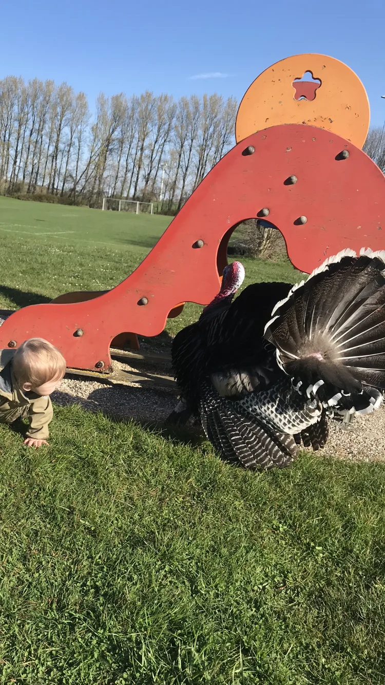 The Mobile Farm Visits Carlsberg Camping - Carlsberg Camping